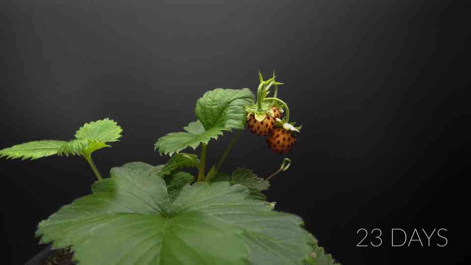 Fraise sauvage - De la fleur aux baies