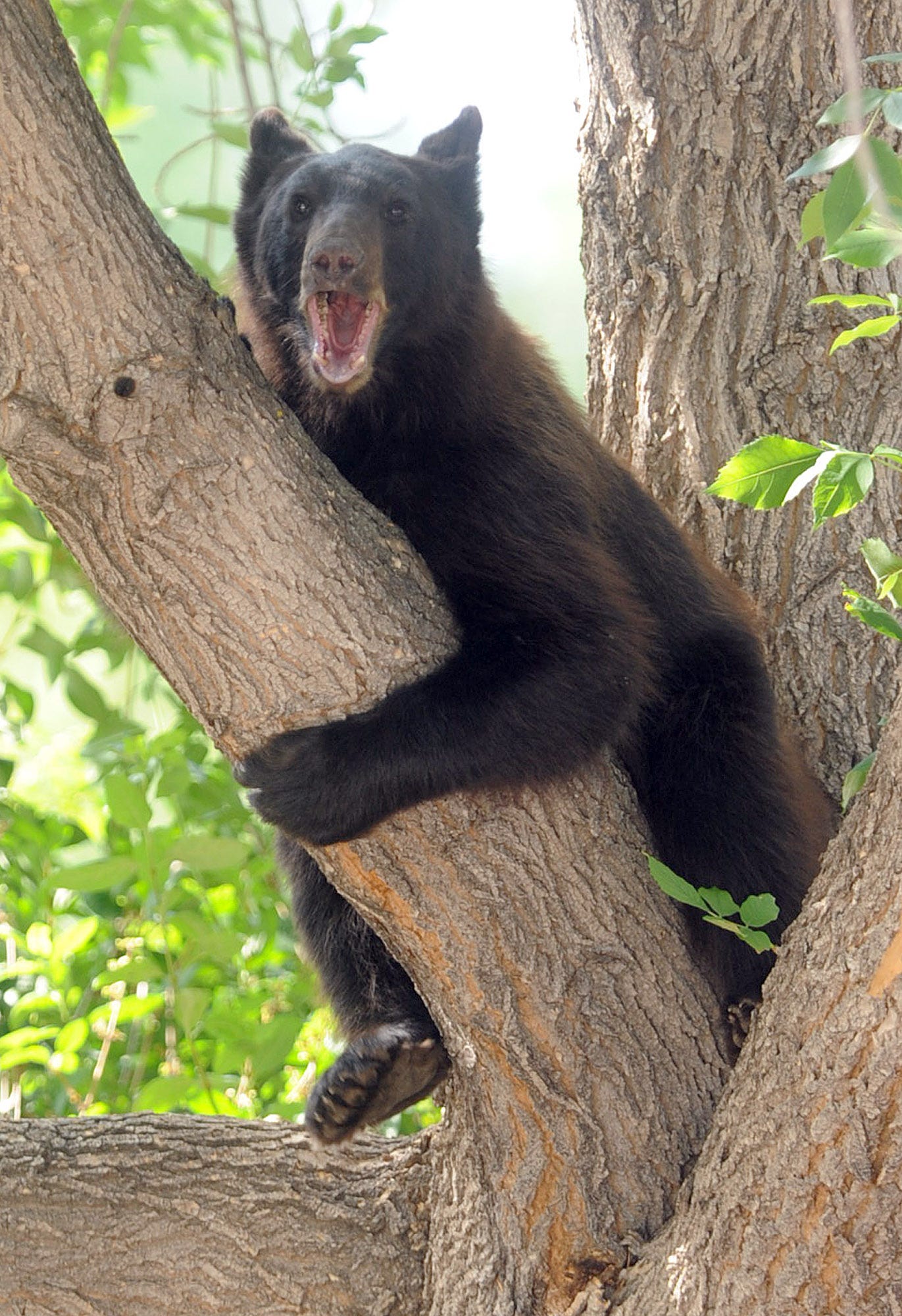 Watch black bear escape from a storm drain in a 'bearilliant rescue'