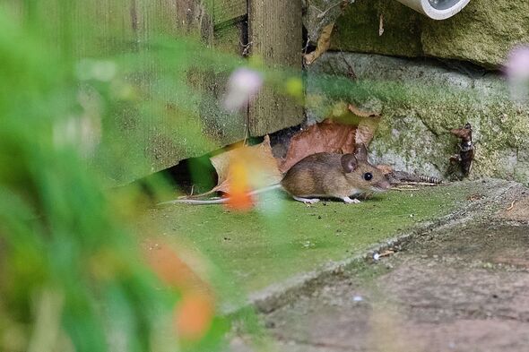Feature in your garden makes it easier for rats to 'invade homes'