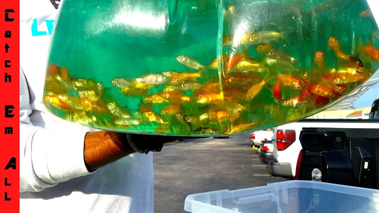 I Built a Goldfish Army From Scratch