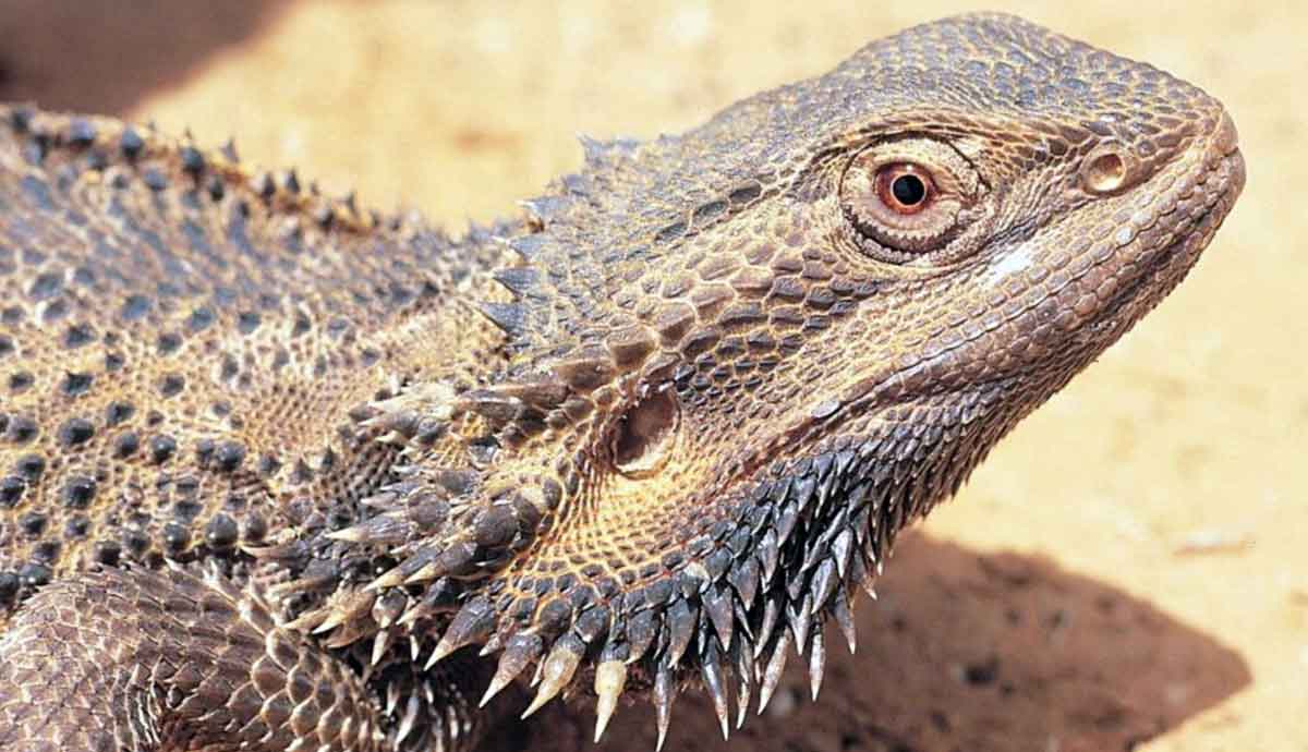 Impaction in Bearded Dragons: 6 Things Pet Owners Should Know