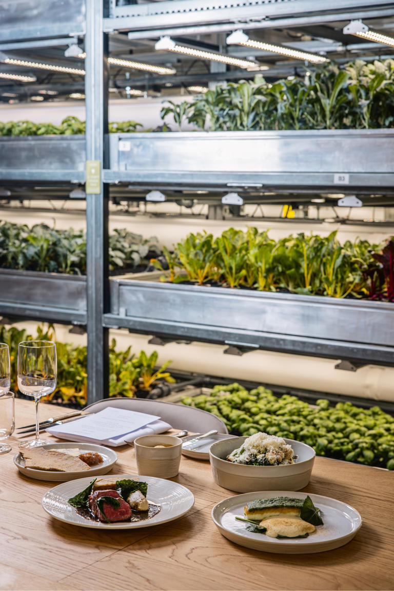 You Can Now Dine Inside A Huge Hydroponic Farm In Central London