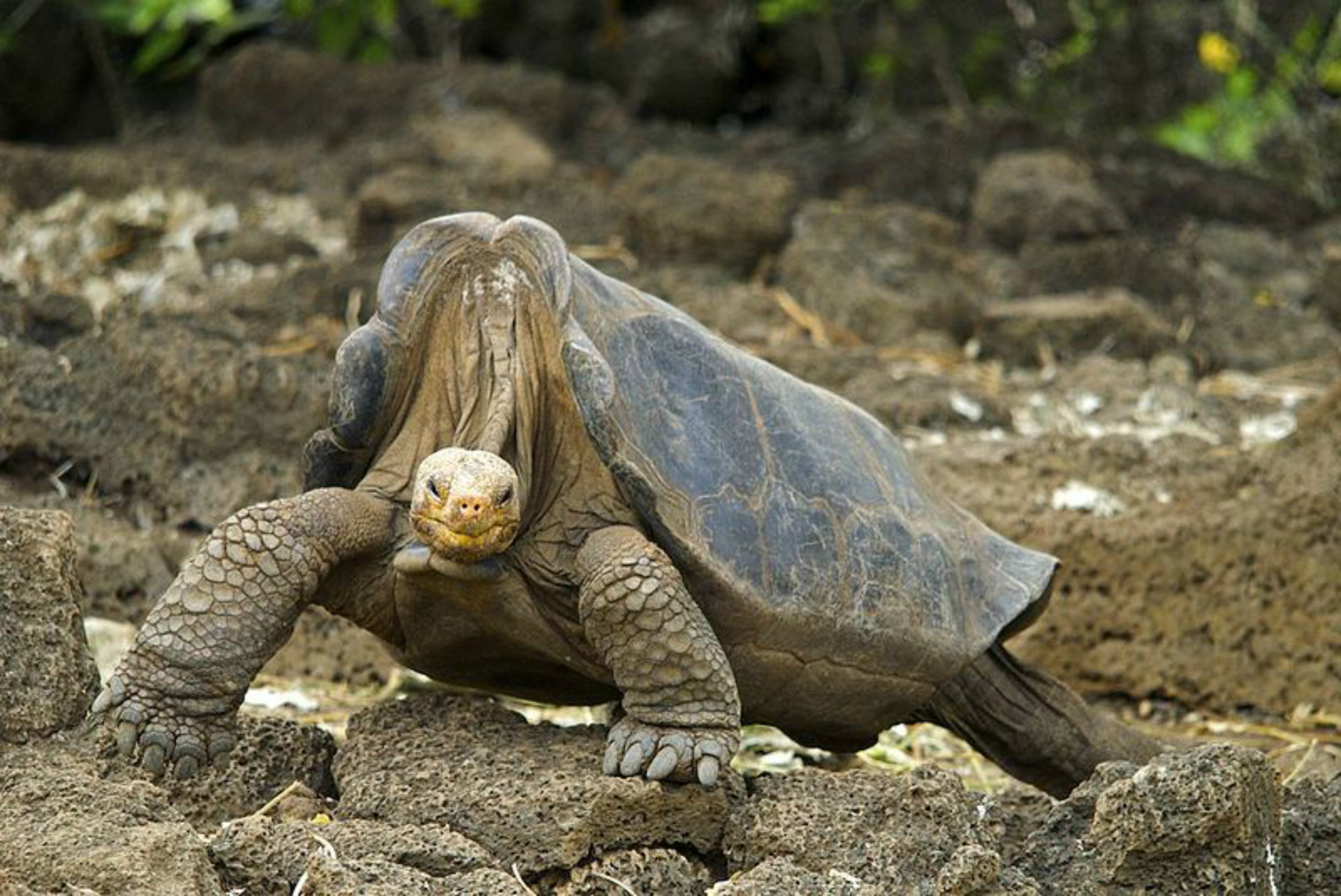 Vackra och unika djur som blivit utrotade