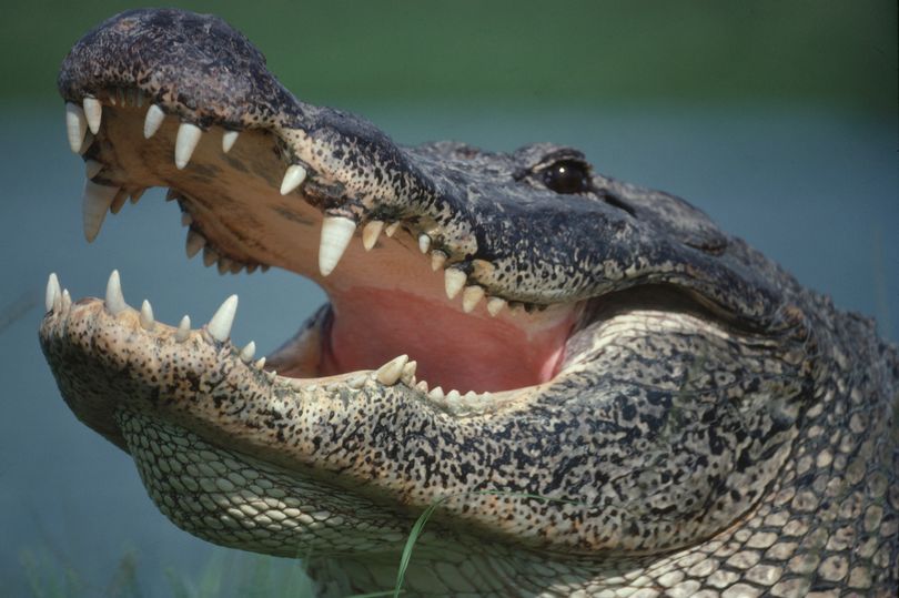 Police snap into action as alligator puts up a fight after intruding on ...
