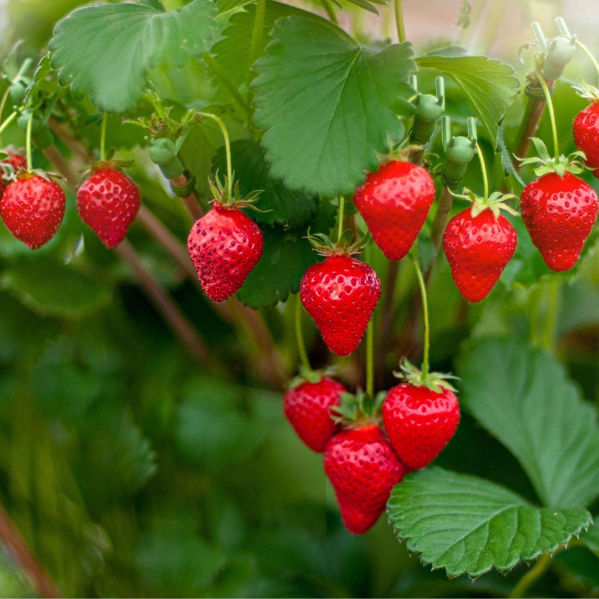 I'm a garden expert and these are the strawberry companion plants that ...