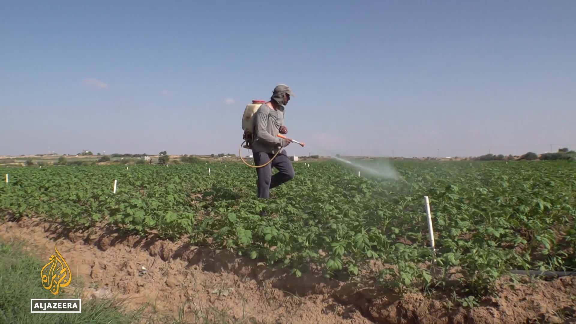 Gaza farmland wiped out: Majority of strip's agricultural land destroyed