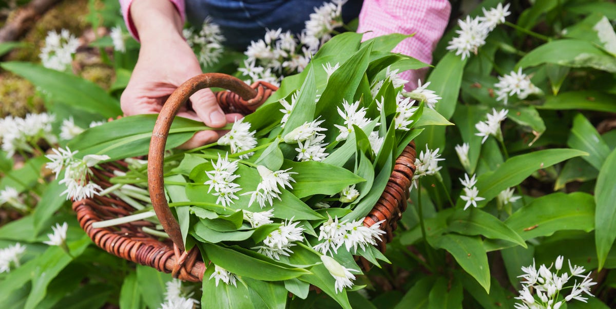Fancy giving wild garlic a go? Here's everything you need to know ...