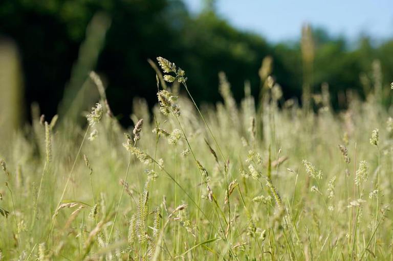 Met Office 'very high' pollen warning as UK set for hottest day of the year