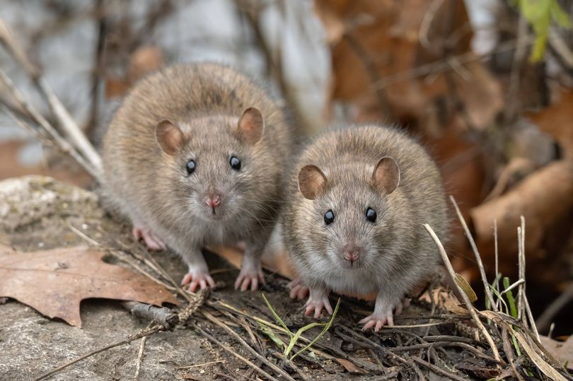 Rats can 'invade your home super quickly' if you have one thing in your ...