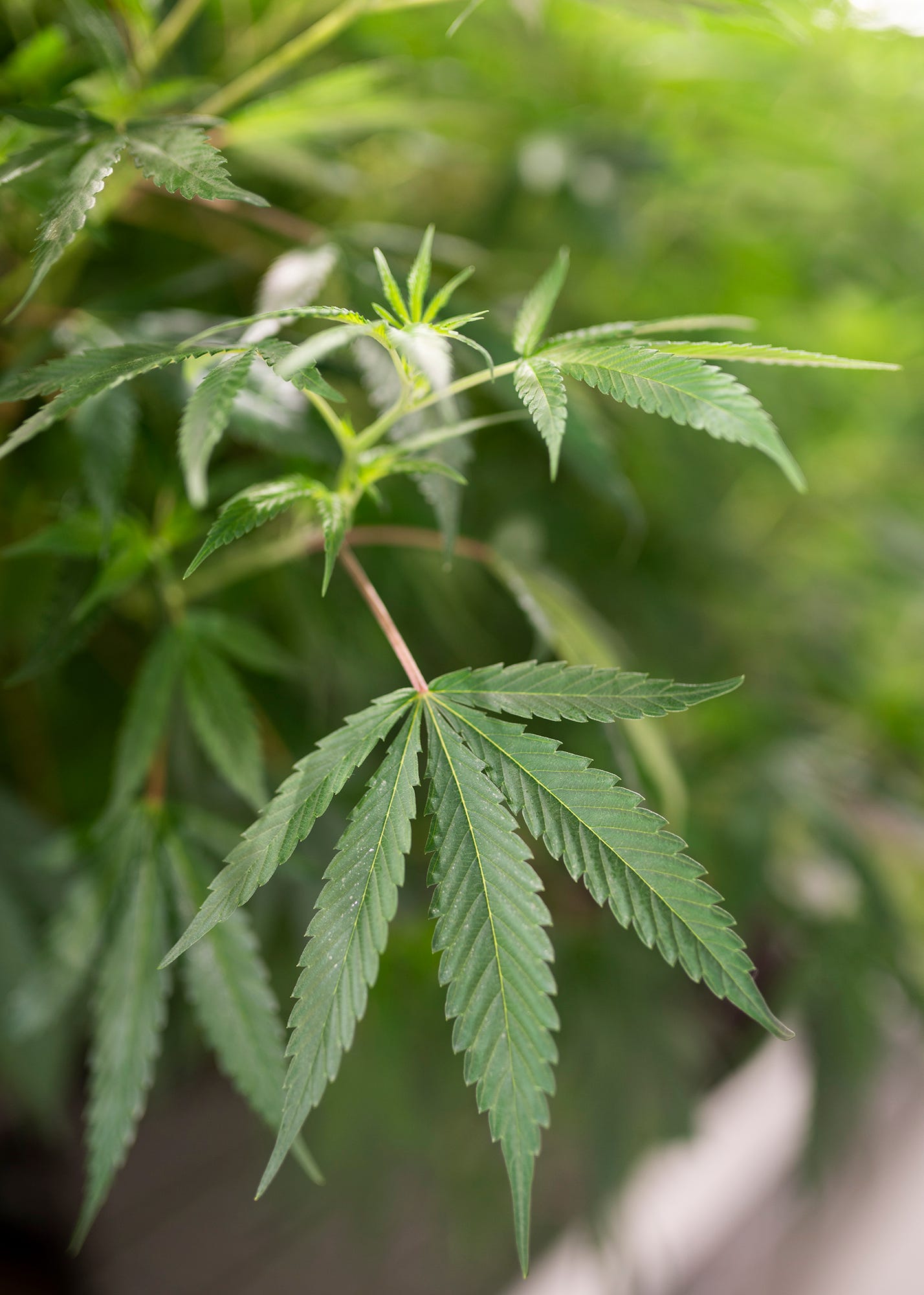 Ethos Cannabis brings new dispensary to Perry County