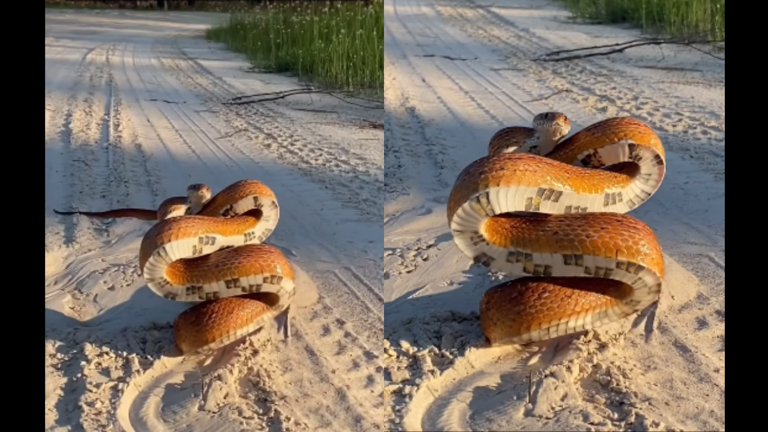 Viral Video Shows Deadly Snake’s ‘Attack Position’; Terrified Internet ...