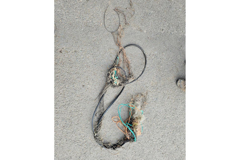 Severely injured Danes Dyke seal released following period of recovery