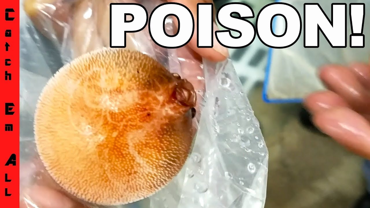 PUFFER FISH Makes HUMAN NECK SWOLLEN!