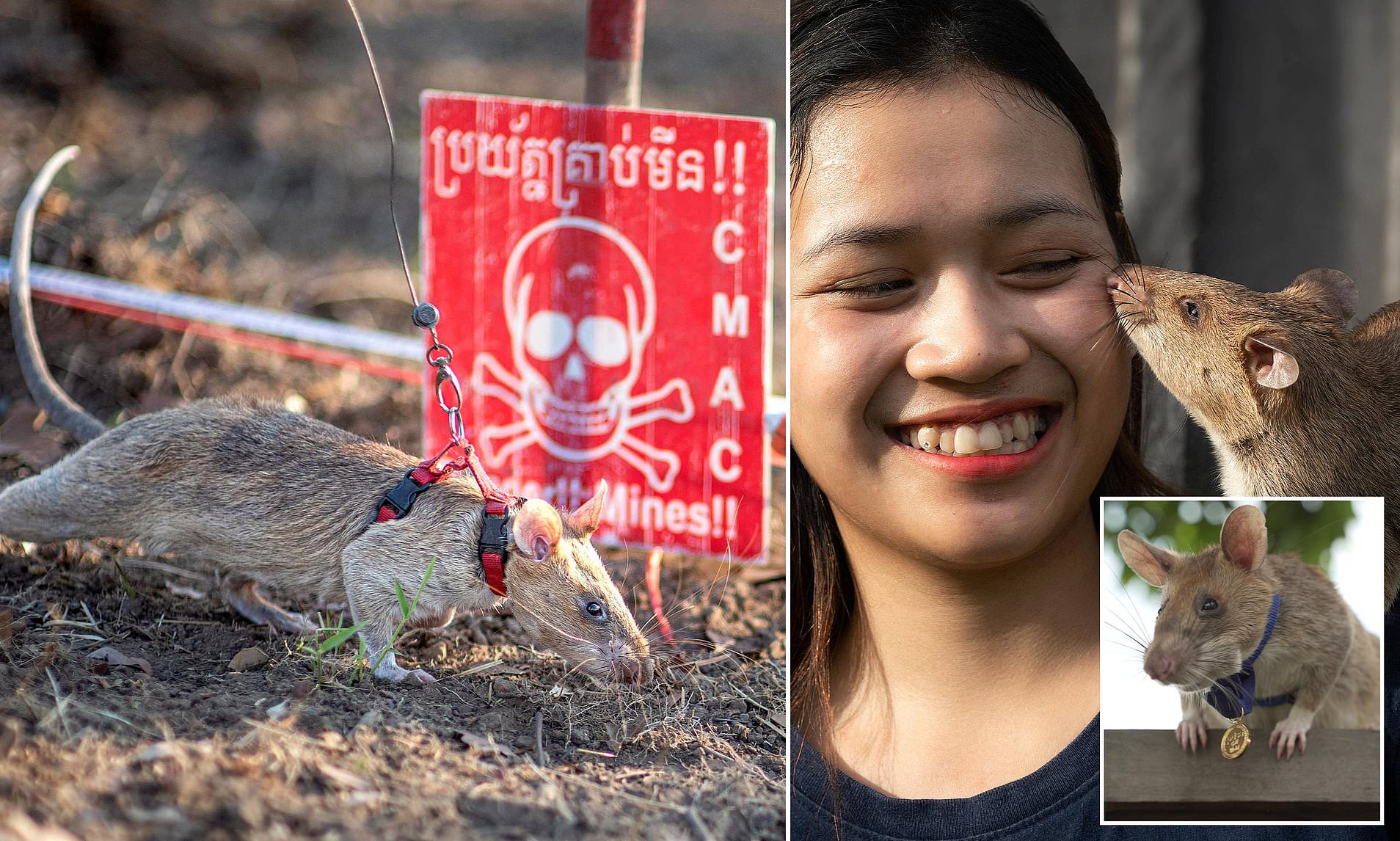 Mine-clearing rat Ronin sniffs out 100 devices in four years