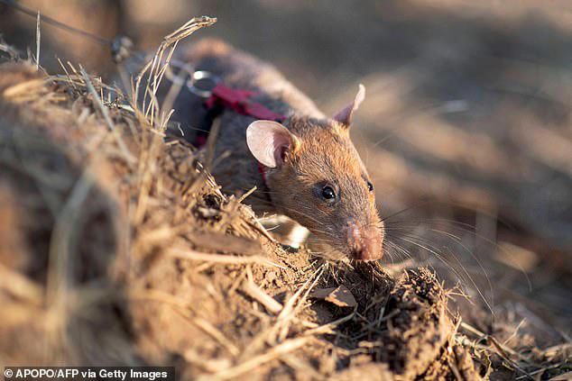 Mine-clearing rat Ronin sniffs out 100 devices in four years