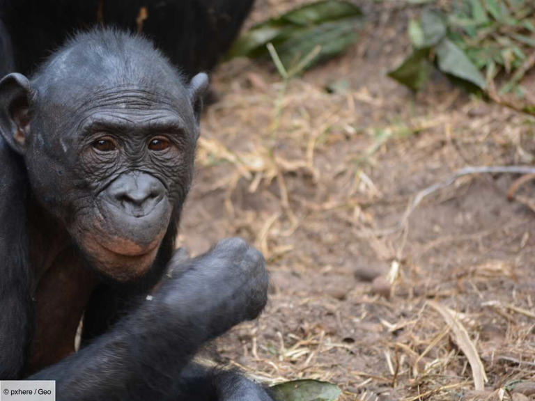 Et si les bonobos détenaient les clés de l’origine du langage humain?