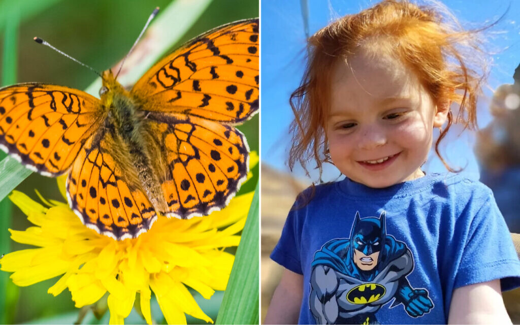 Butterfly renamed in honor of murdered hostage Ariel Bibas