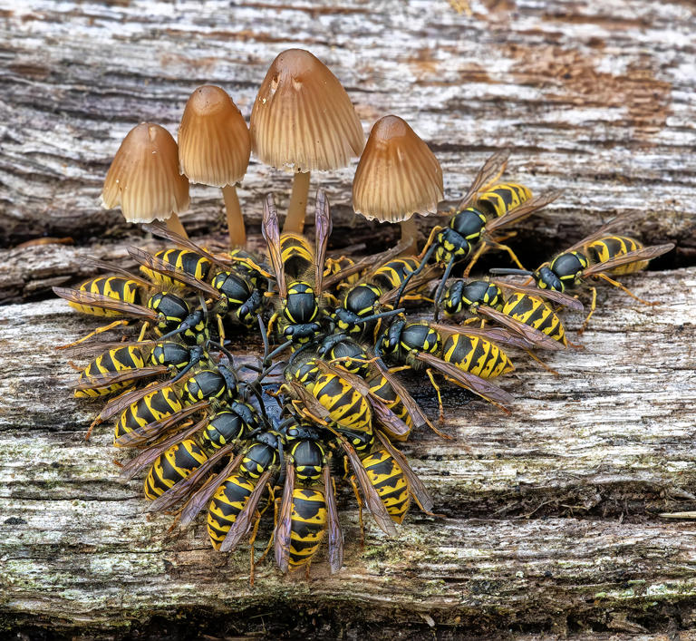 The Scottish Nature Photography Awards announces winners