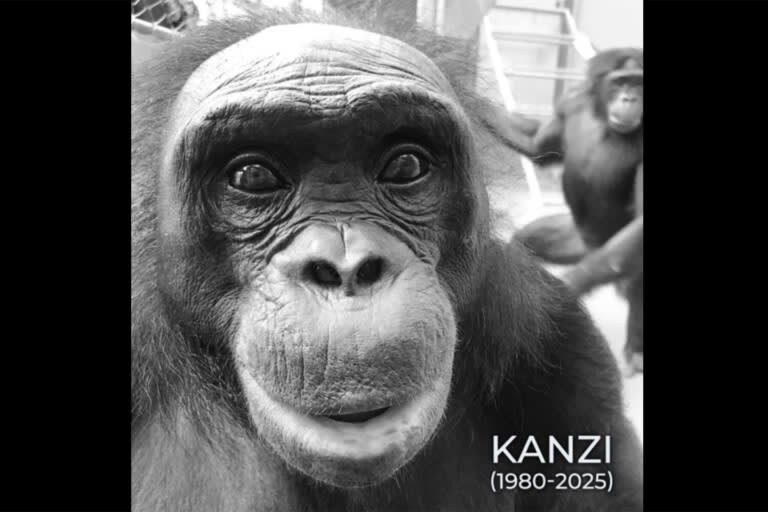Kanzi the bonobo shattered boundaries between humans and apes