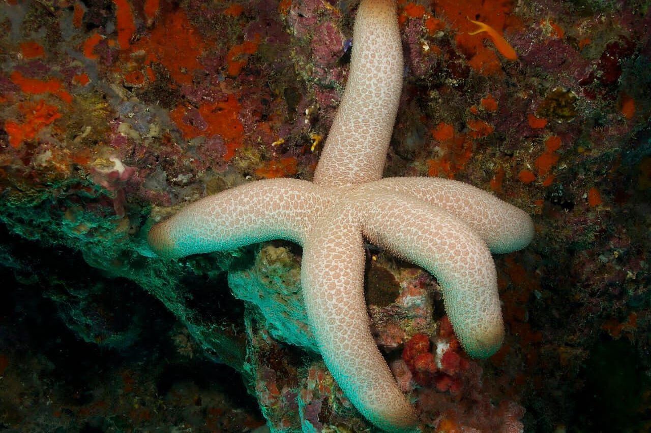 12 Creatures That Can Clone Themselves Naturally