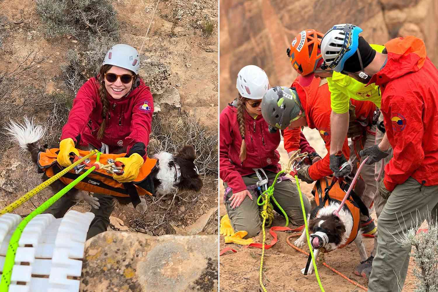 Terrified Dog Saved by Rescue Workers After Falling 100 Feet into ...
