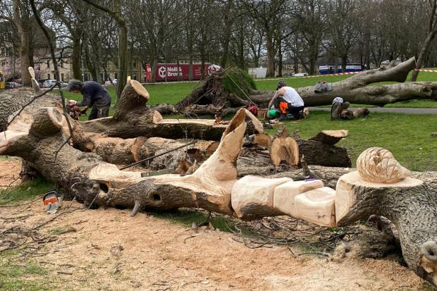 Fallen trees in storm-swept park repurposed as works of art