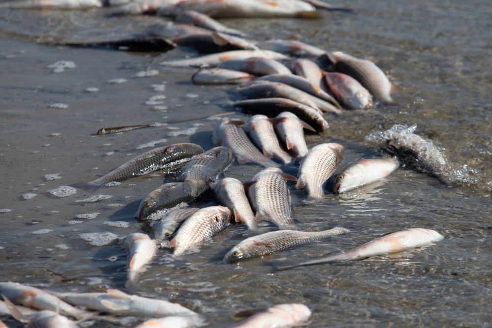 Here Is the Best and Worst Fish For Your Health