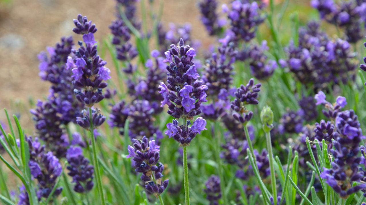 18 Plants With Adorable Tiny Flowers