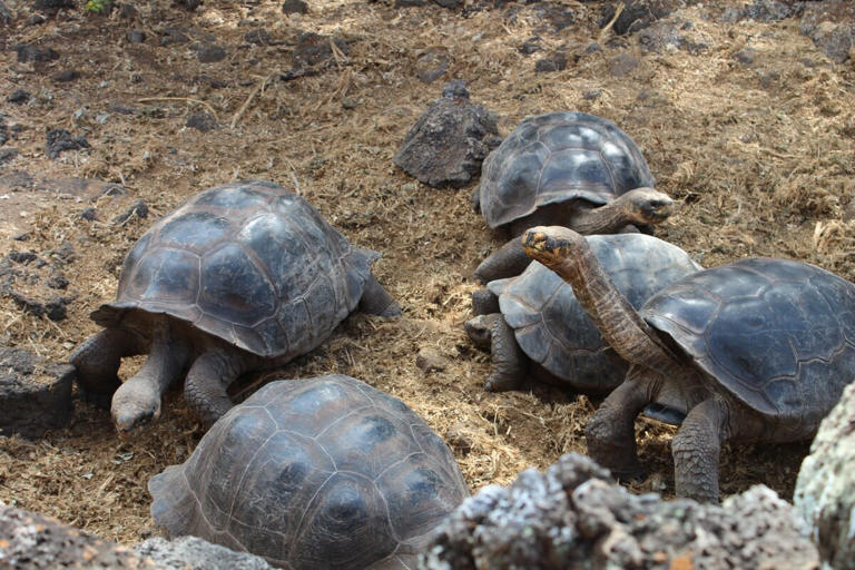 New Galapagos Tortoise Hatchlings at Philly Zoo Are So Cute We Can't ...