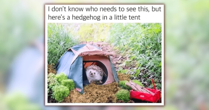 25 Amiable Animal Memes to Hang Out With During the Day