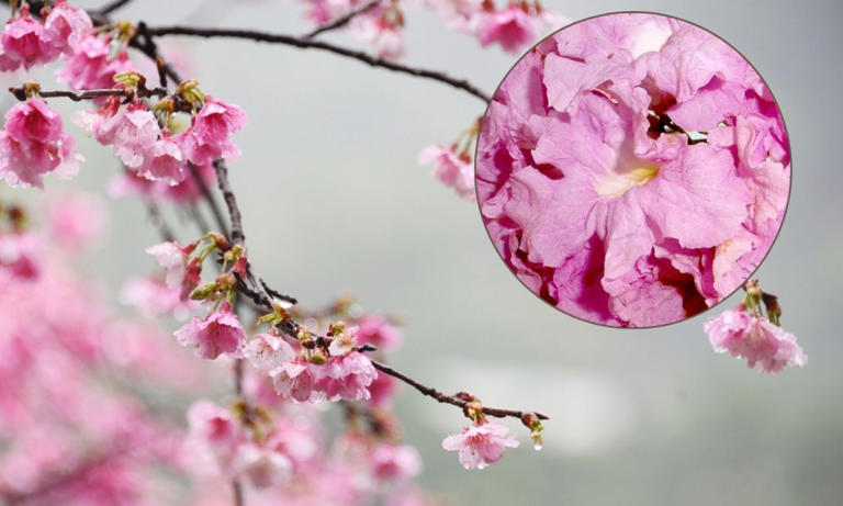Conoce el árbol mexicano tan bello como las sakuras que puedes plantar ...