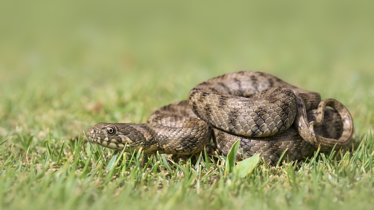 Face à un serpent, ce réflexe naturel peut vous mettre en danger ...