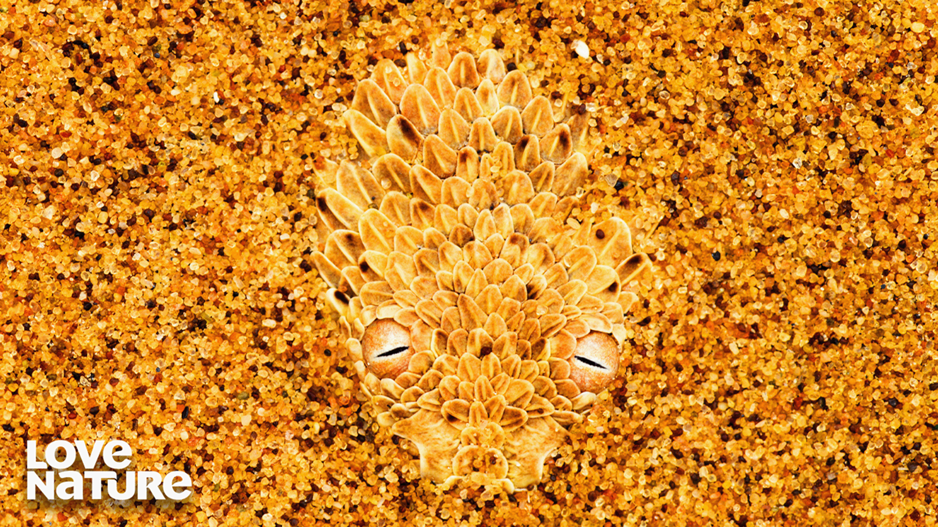 Meet Some Of Africa's Deadliest Reptiles | Extreme Snakes 102