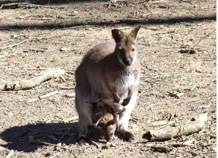 « Ce sont les premiers du parc » : une wallaby a eu des jumeaux à ...