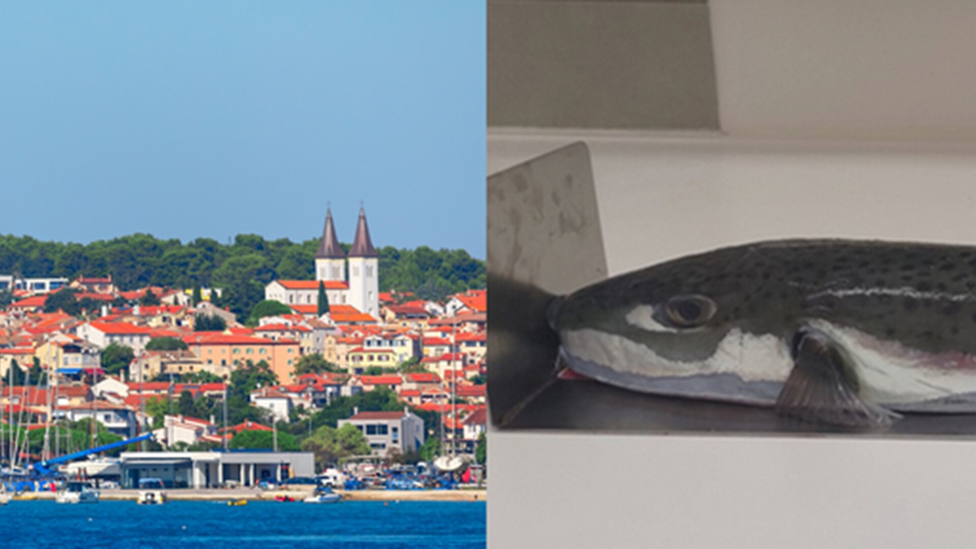 Gift-Fisch breitet sich immer mehr im Mittelmeer aus: „Bedrohung für ...