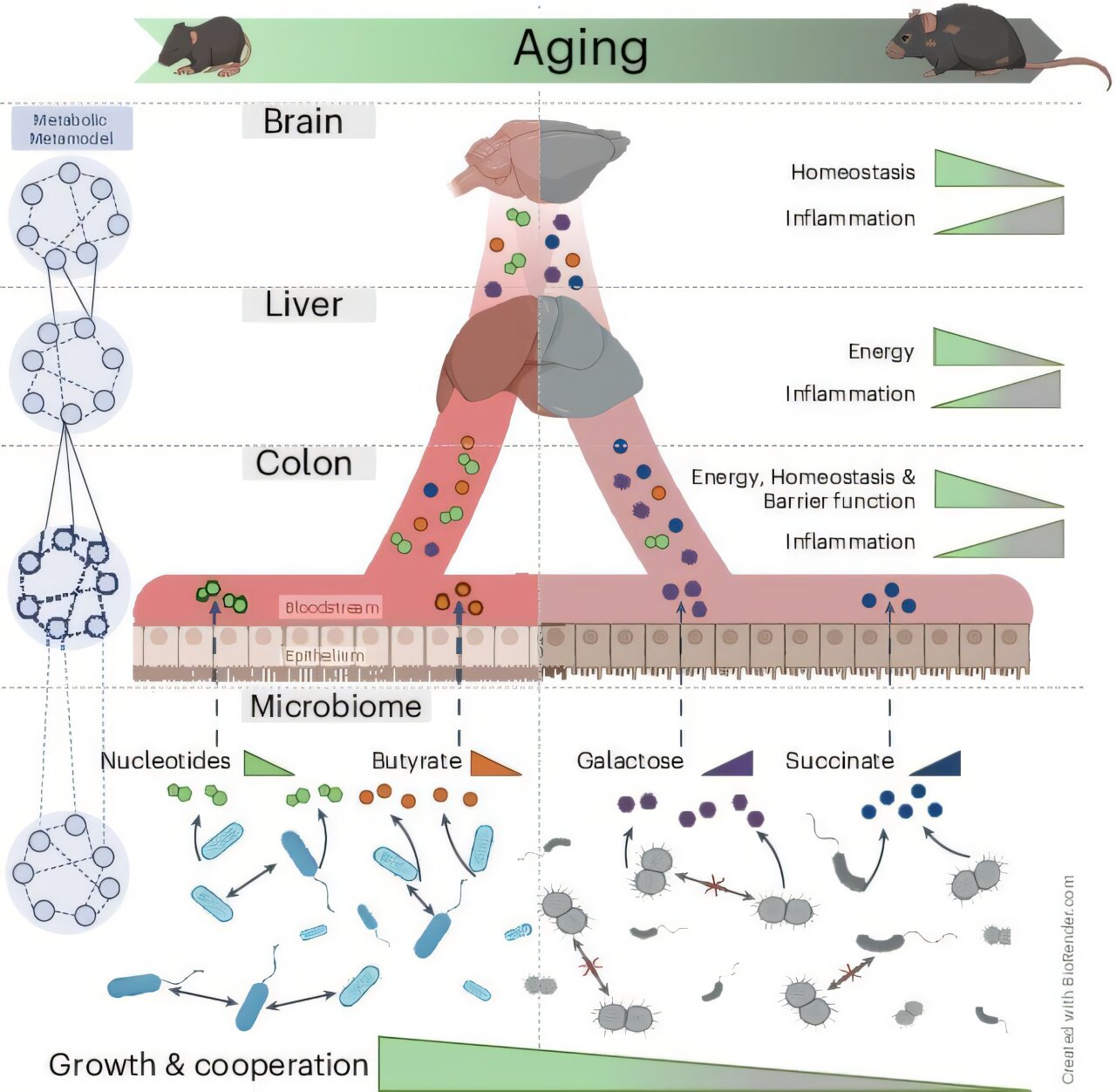 Metabolic modeling reveals aging microbiome produces fewer vital substances