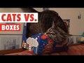 Cats in Boxes | Cats VS Boxes Funny Pet Compilation