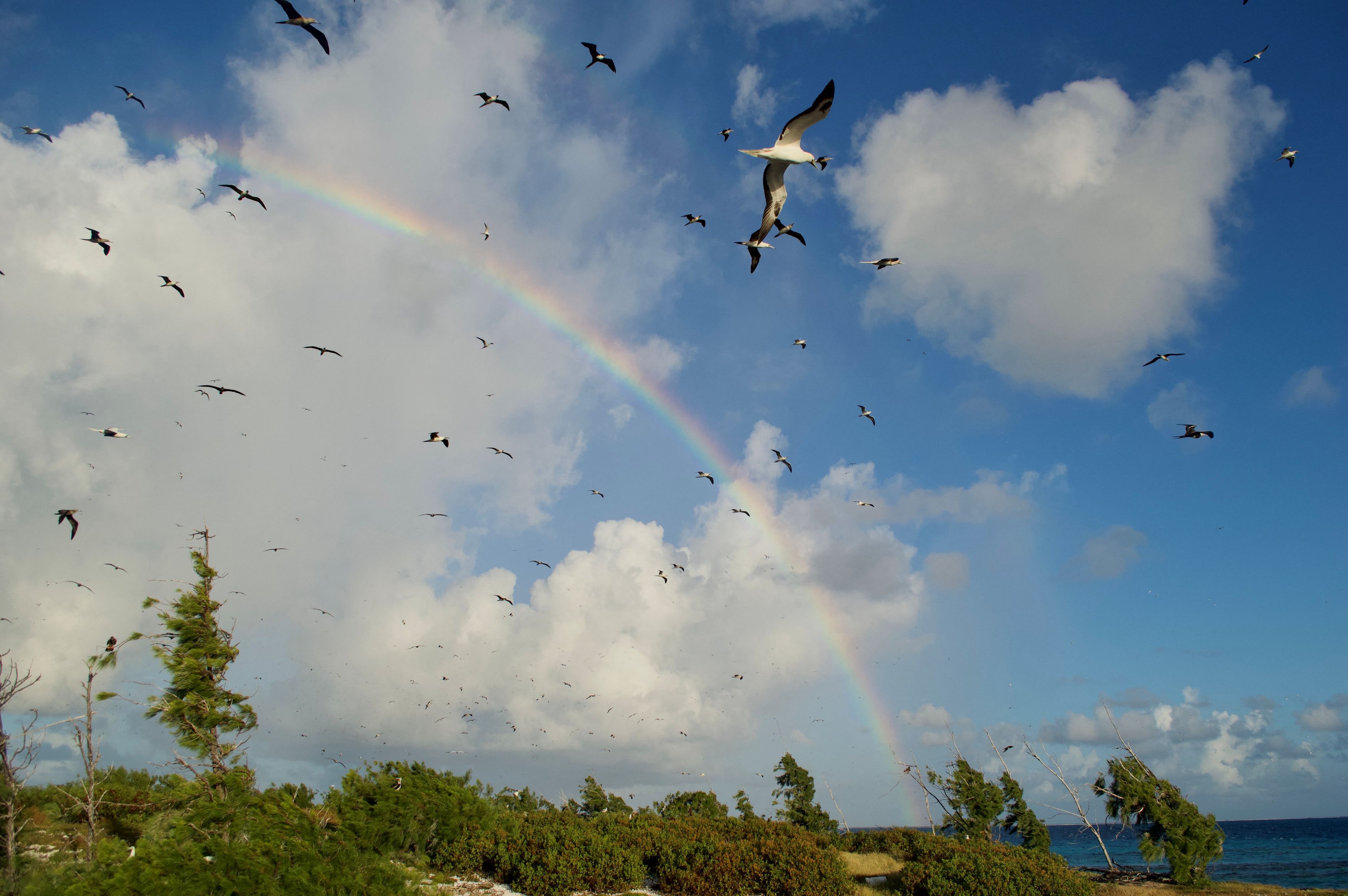 U.S. military aims to turn island bird refuge into SpaceX rocket site