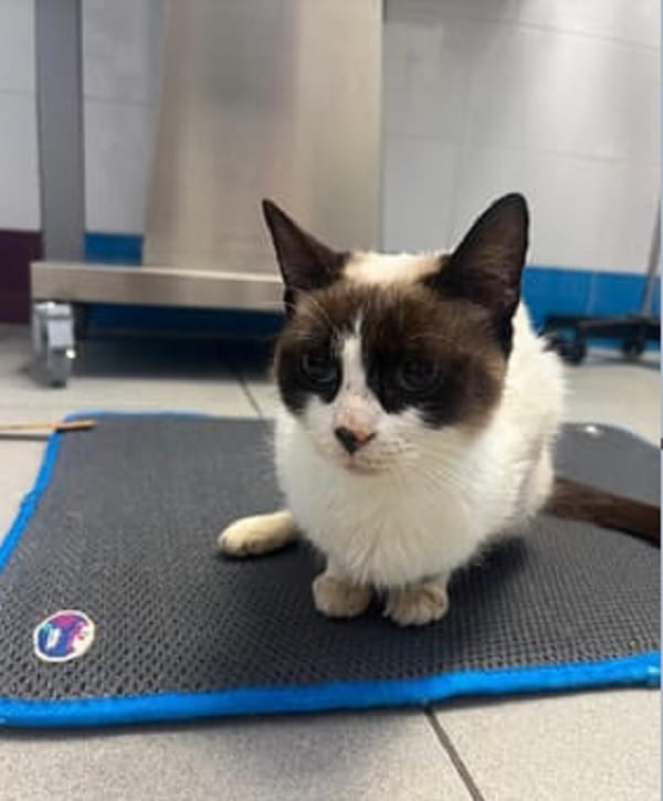 Dejan a Lulú en la perrera con un pasaporte viejo y la cadera rota, ¿le ...