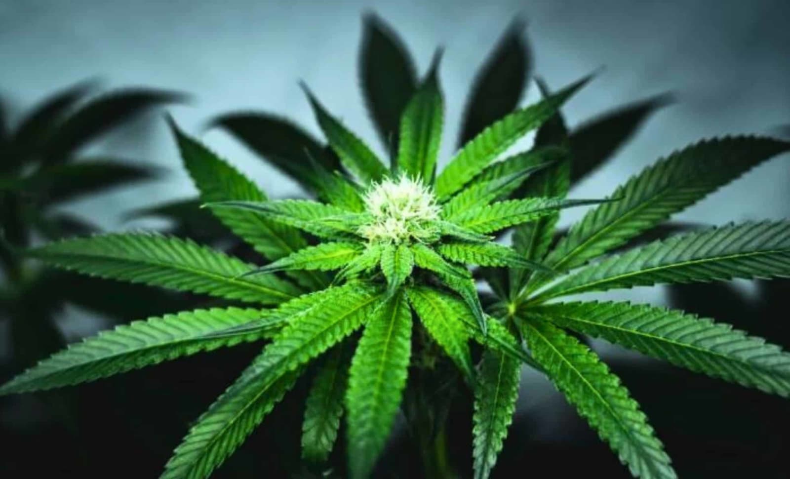 Scientists Discover THC-Free Cannabis Compound That Could End Chronic ...