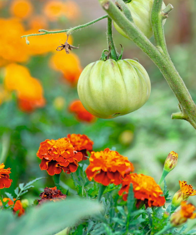Want the best homegrown tomatoes ever? Plant them with marigolds, says ...