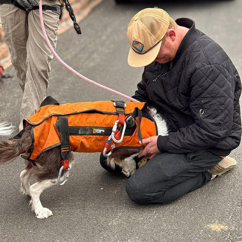 Terrified Dog Saved by Rescue Workers After Falling 100 Feet into ...