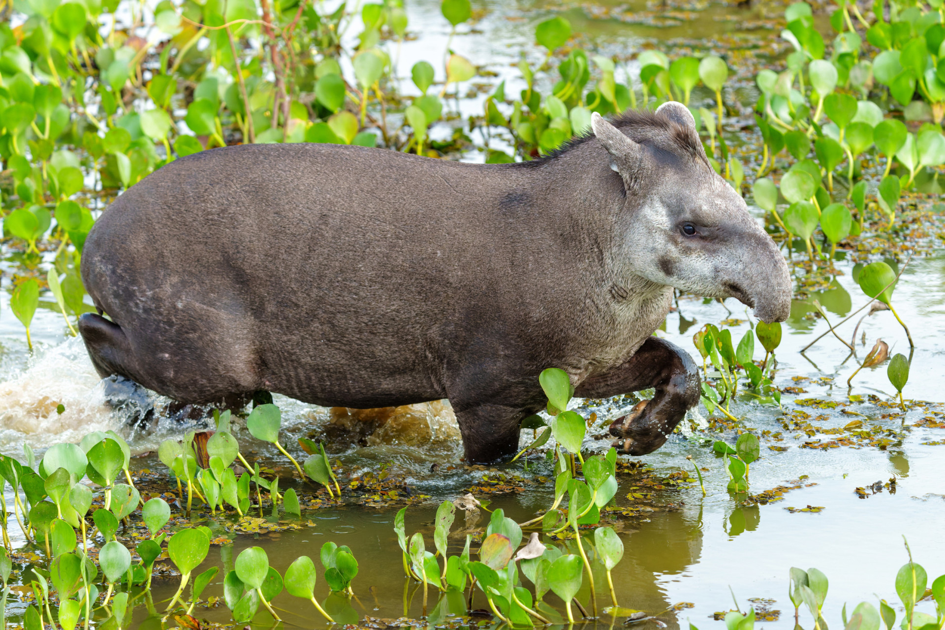 Anecdotes sur les tapirs : des faits amusants et fascinants sur ces ...