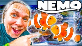 Adding Nemo Fish To My First Salt Water Aquarium
