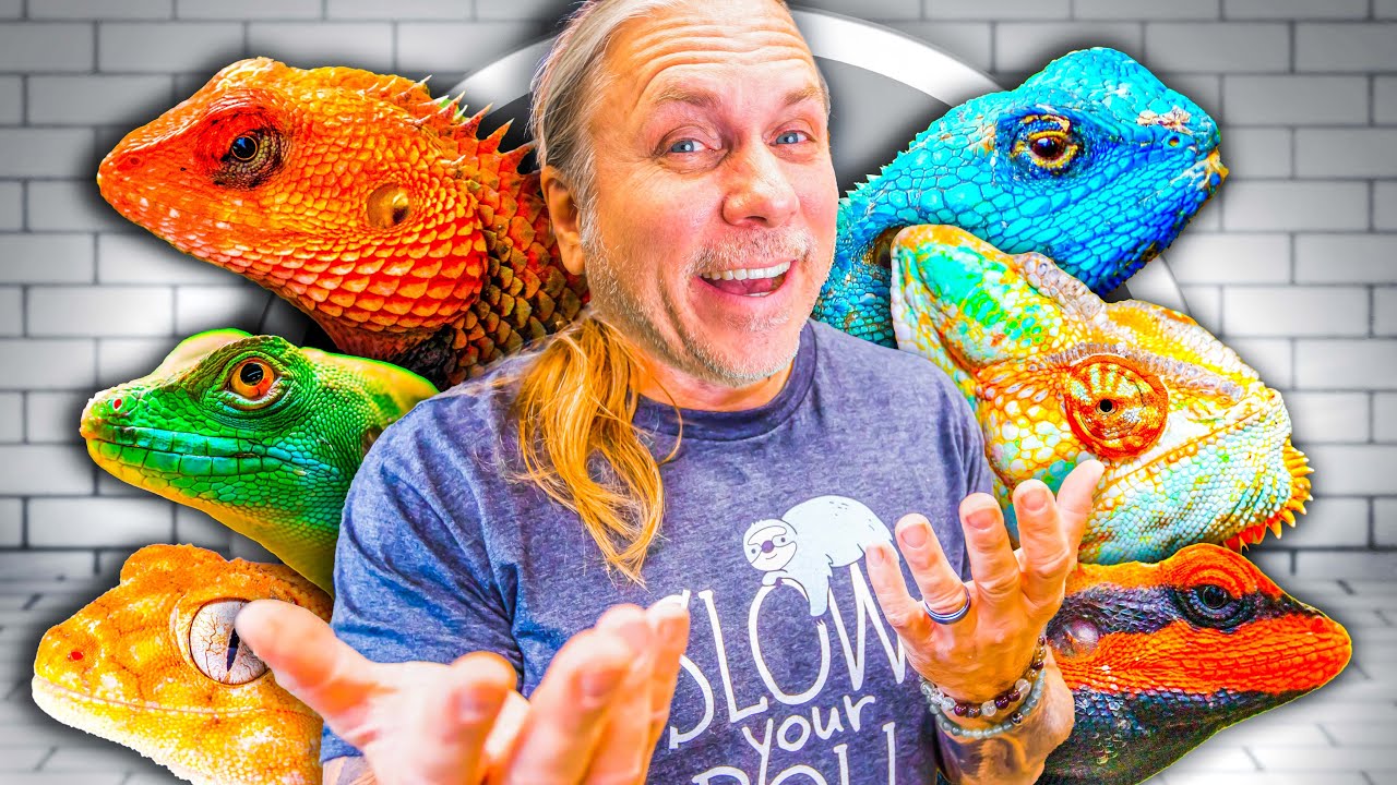 All my lizards at my reptile zoo (full tour)