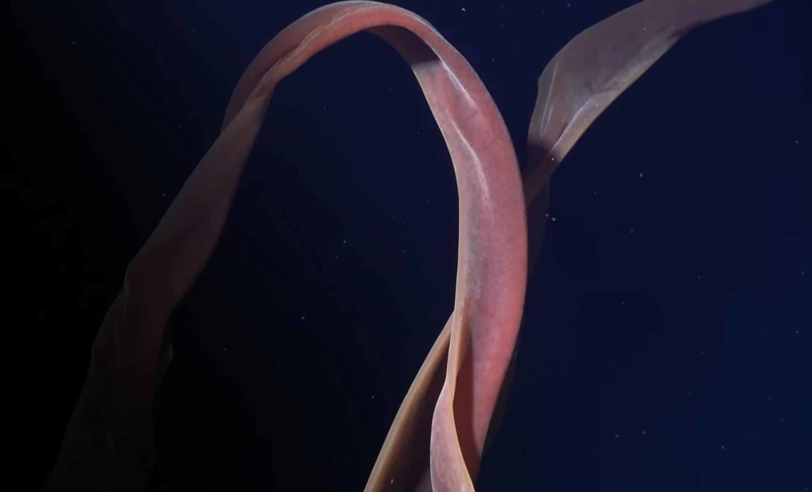 Iceberg Breaks Off Antarctica, Unveiling Mysterious Tentacled Creatures ...