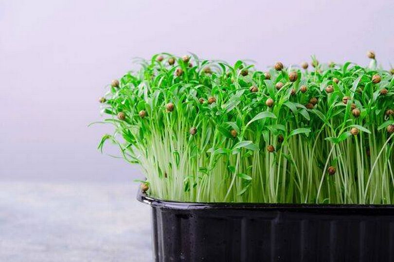 'Easiest' plant to grow at home is packed with nutrition and is ready ...