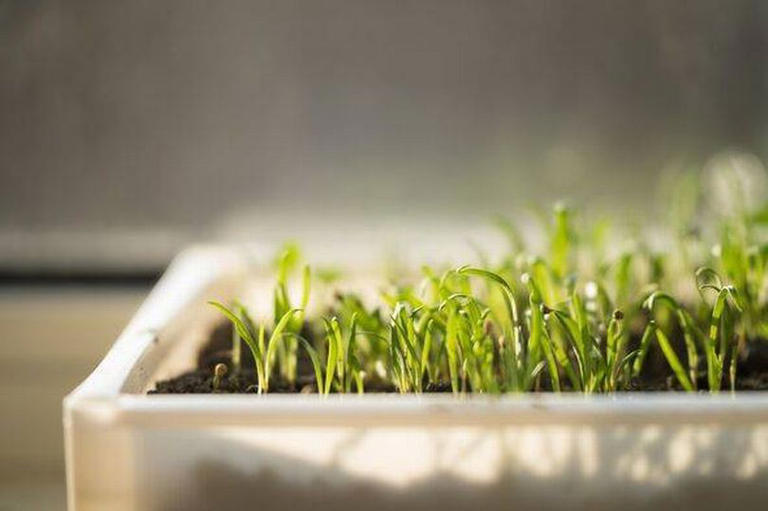 'Easiest' plant to grow at home is packed with nutrition and is ready ...