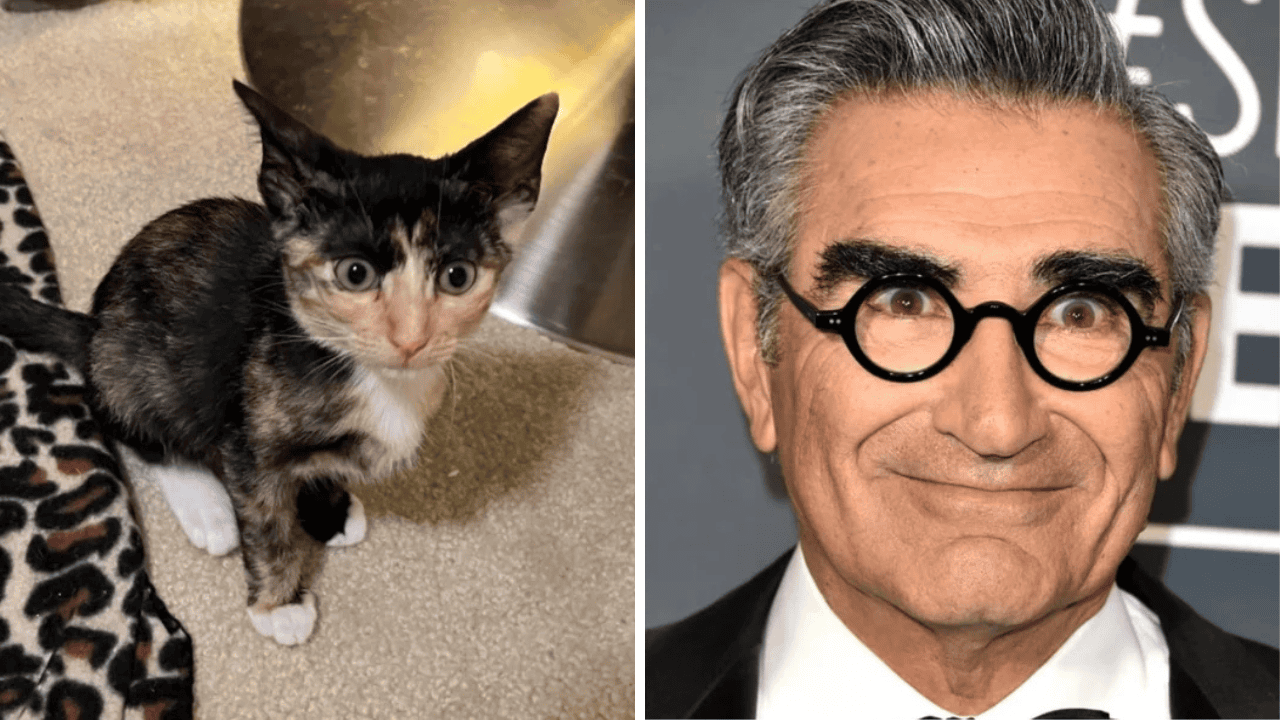 20 Cats and Dogs With Hilarious Human Doppelgangers