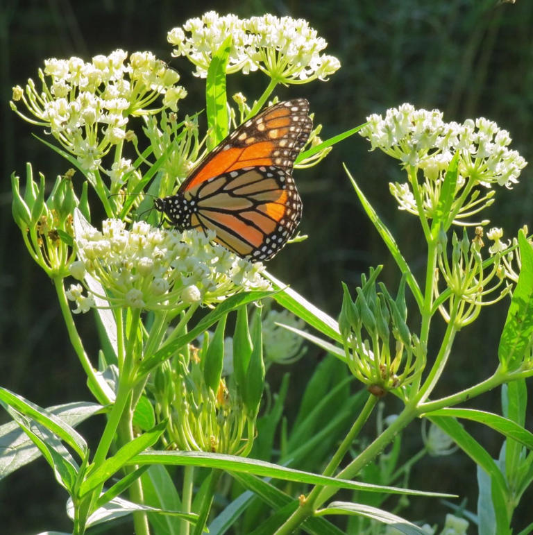 How to Grow Swamp Milkweed Plants
